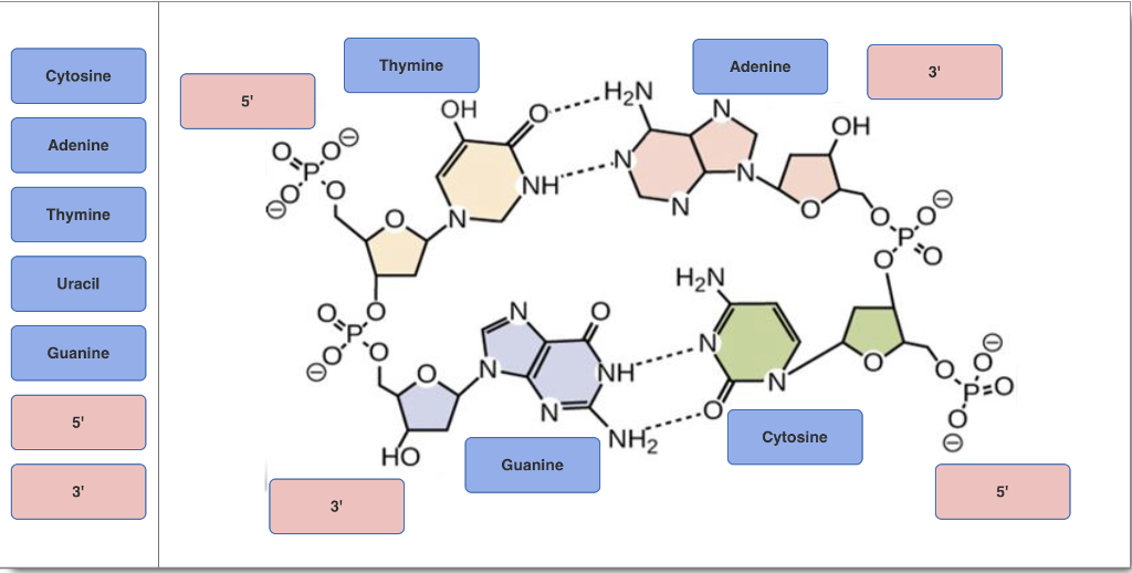 Solved A genetics student was asked to draw the chemical | Chegg.com