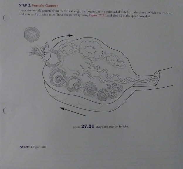 Solved STEP 2: Female Gamete Trace the female gamete from | Chegg.com