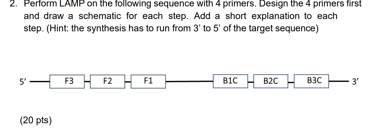 Solved Perform LAMP on the following sequence with 4 | Chegg.com
