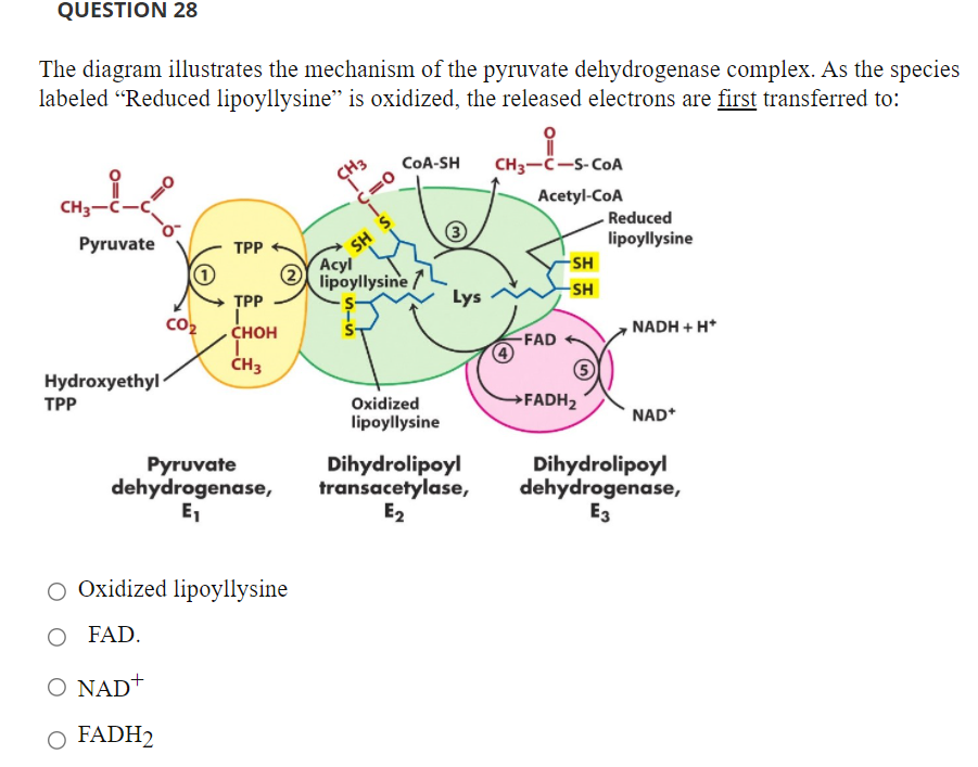 Pyruvate Dehydrogenase Complex Diagram