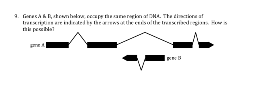 Solved 5) An AàT substitution at position 3 of codon | Chegg.com