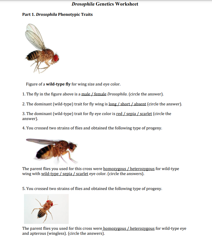 Solved Part 1. Drosophila Phenotypic Traits Figure of a | Chegg.com
