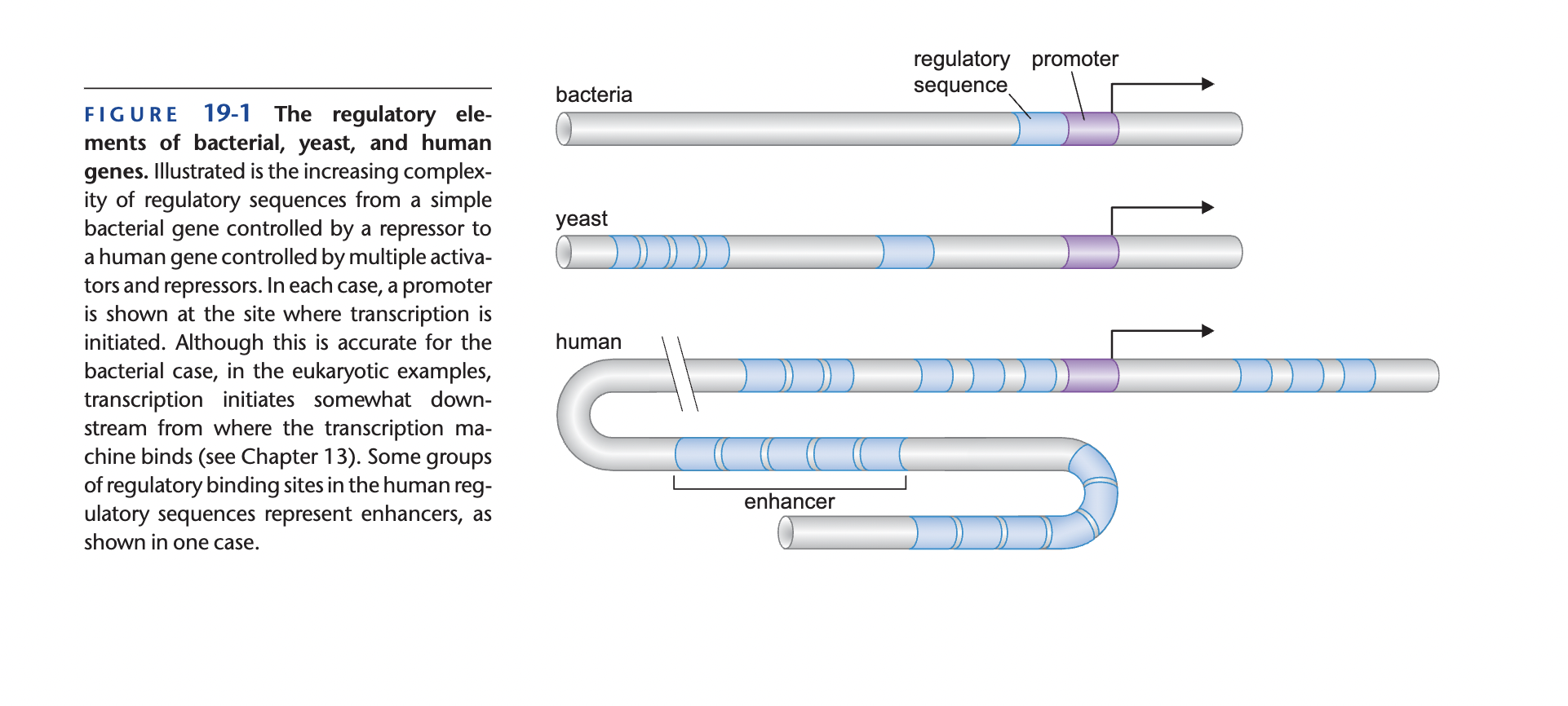 Solved Review the principles of the two-hybrid assay in Box | Chegg.com