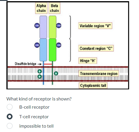 Solved Alpha Beta chain chain CHO CHO I Disulfide bridge | Chegg.com