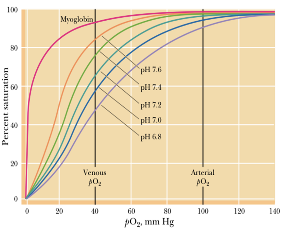 Solved What is the oxygen saturation percentage at each pH | Chegg.com