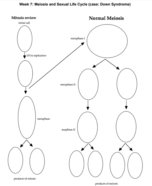 Solved Meiosis And Sexual Life Cycle Case Down Syndrome