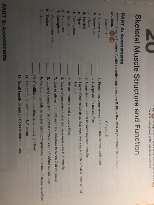 Solved 20 found at the beginning of the Laboratory Skeletal | Chegg.com