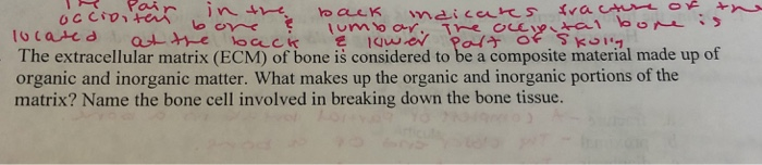 Solved the extracellular matrix of bone is considered to be | Chegg.com