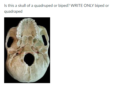 Solved Is this a skull of a quadruped or biped? WRITE ONLY | Chegg.com