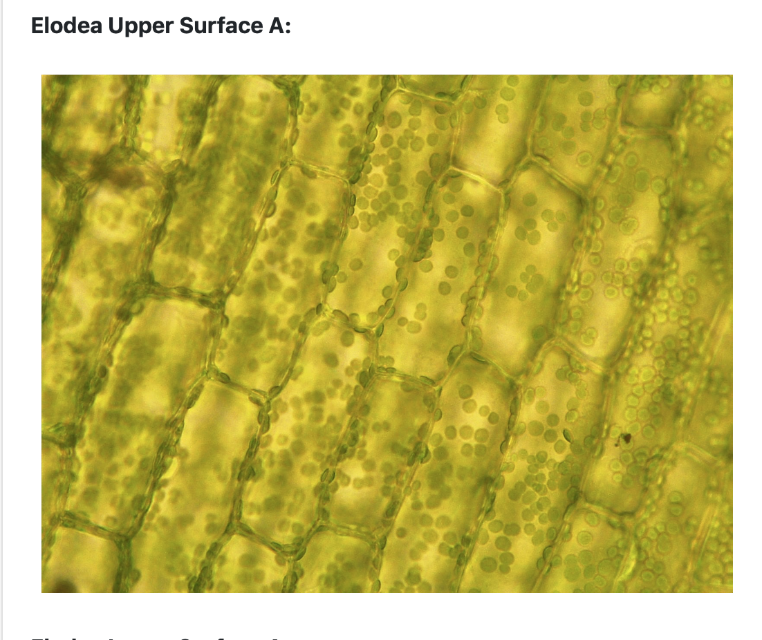 DISTRIBUTION OF STOMATA ACTIVITY Table 2. Density of | Chegg.com