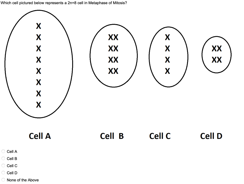Solved Which cell pictured below represents a 2n=8 cell in | Chegg.com