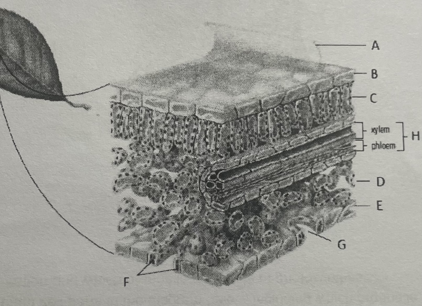 Leaf Cross Section Unlabeled