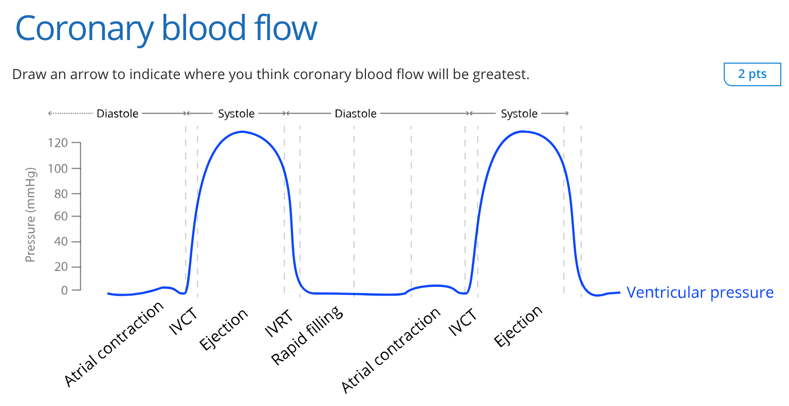 Coronary Blood Flow Diagram