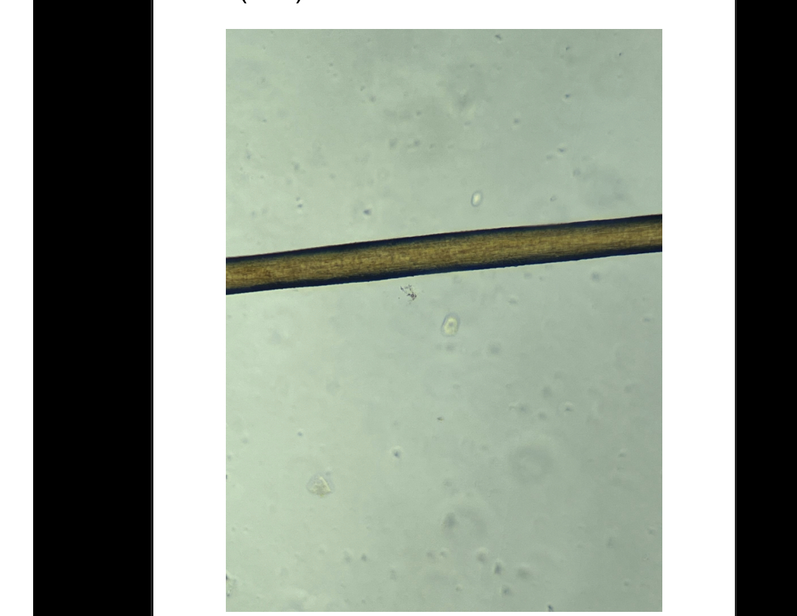 19:28 52 Hair Evidence - Liam Miller Fal23 BIOL 011 | Chegg.com