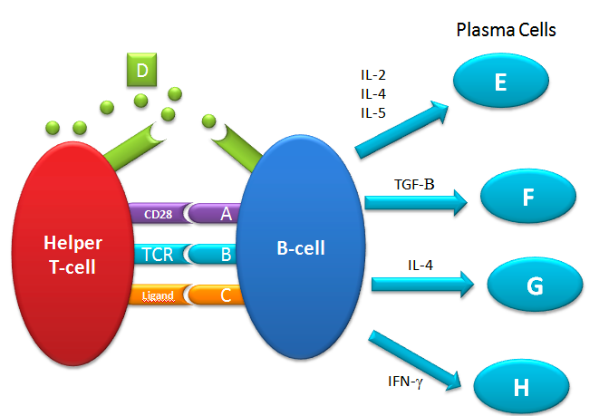 Solved The schematic below depicts the stimulation of | Chegg.com