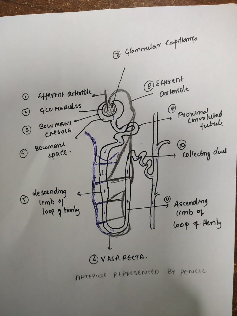 Solved If the nephron map on the previous page represented a | Chegg.com