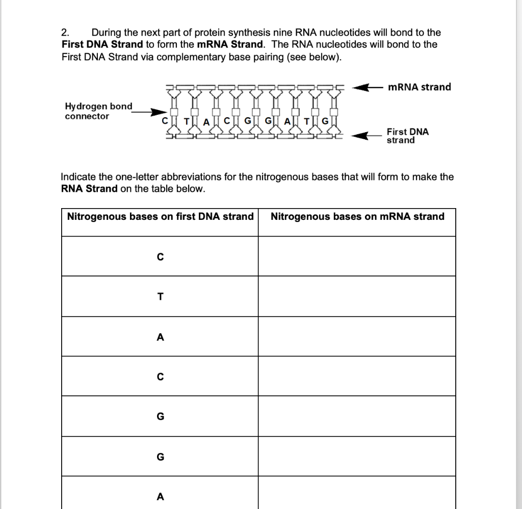 Solved DNA STRUCTURE AND PROTEIN SYNTHESIS Questions 1. | Chegg.com