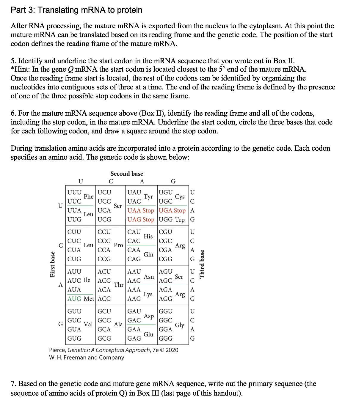 Solved Part 3: Translating mRNA to protein After RNA | Chegg.com