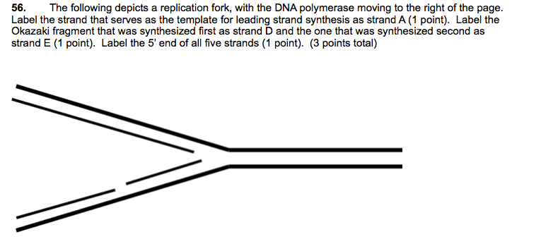 Solved The following depicts a replication fork, with the | Chegg.com