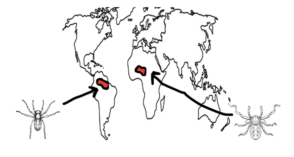 Solved The Ricinulei are a very primitive relative of the | Chegg.com