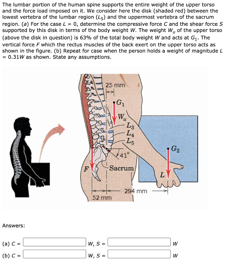 Solved The lumbar portion of the human spine supports the | Chegg.com