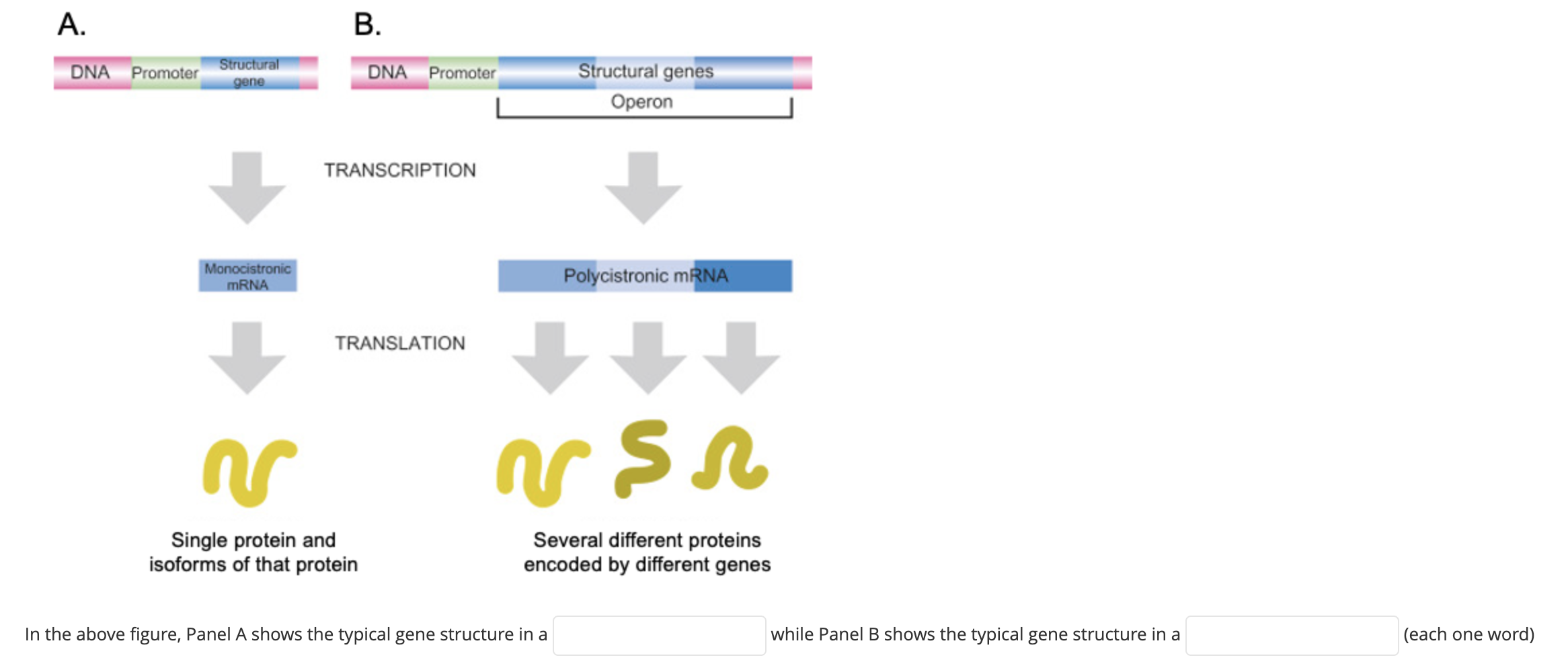 Solved A. B. DNA Promoter Structural gene DNA Promoter | Chegg.com