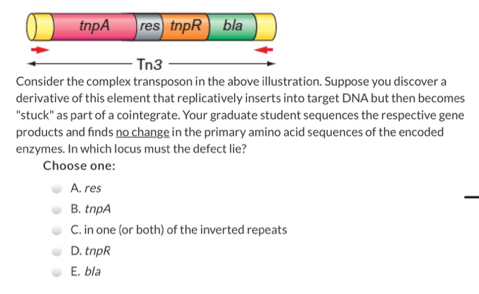 Solved tnpA res tnpR bla Tn3 Consider the complex transposon | Chegg.com