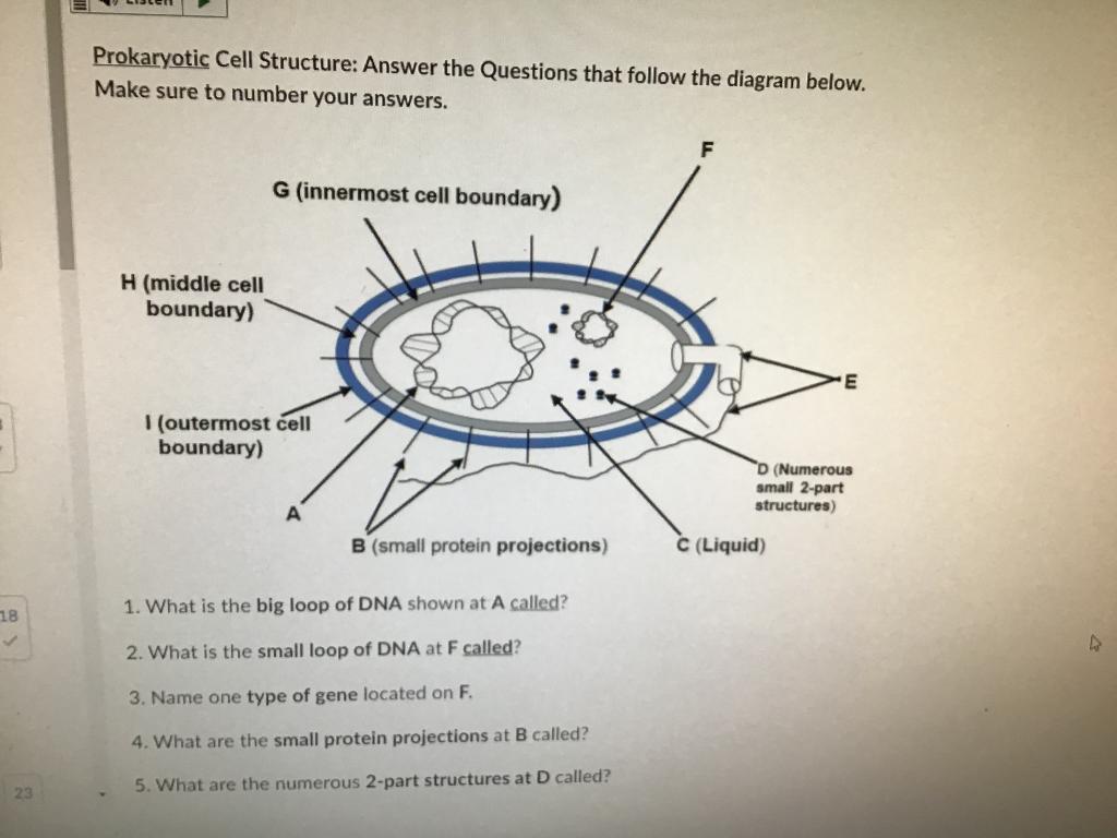 Solved 18 23 Prokaryotic Cell Structure: Answer the | Chegg.com