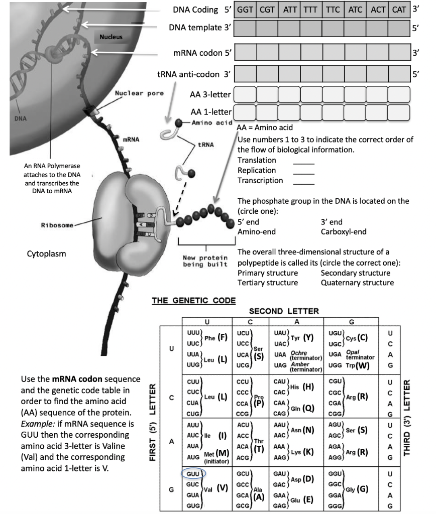 Solved DNA Coding 5'GGT CGT ATT TTT TTC ATC ACT CAT 3 DNA | Chegg.com