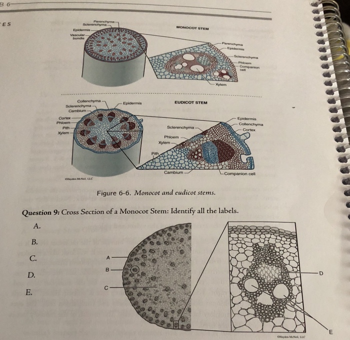 Solved 3 6 ES MONOCOT STEM Epidermis EUDICOT STEM Conex | Chegg.com