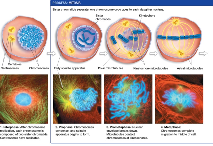 Solved If the cell shown in Figure 12.5 has 60 picograms | Chegg.com