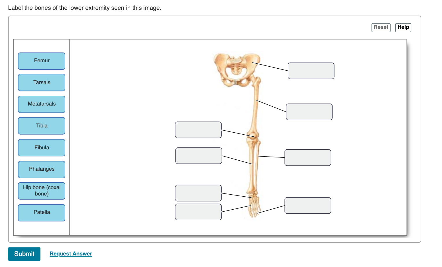 Solved Label the bones of the lower extremity seen in this | Chegg.com