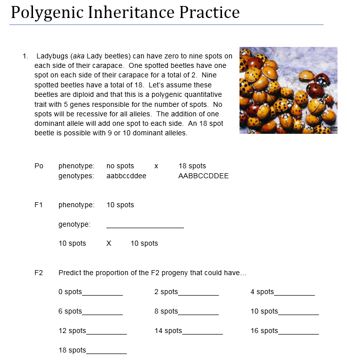 Solved Polygenic Inheritance Practice 1. Ladybugs (aka Lady | Chegg.com