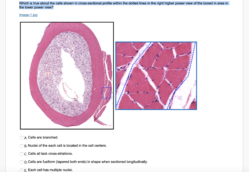 Solved Which is true about the cells shown in | Chegg.com