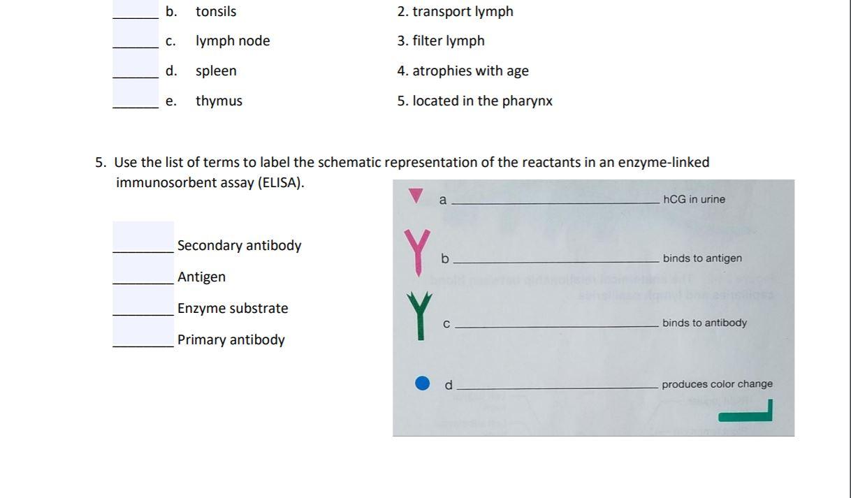 Solved 1. Use the list of terms to label the illustration of | Chegg.com