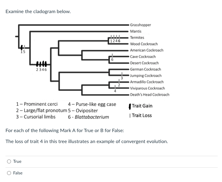 Solved Examine the cladogram below. For each of the | Chegg.com