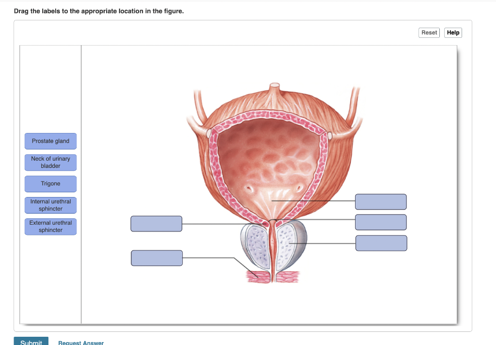 Solved Pons Internal urethral sphincter relaxes External | Chegg.com