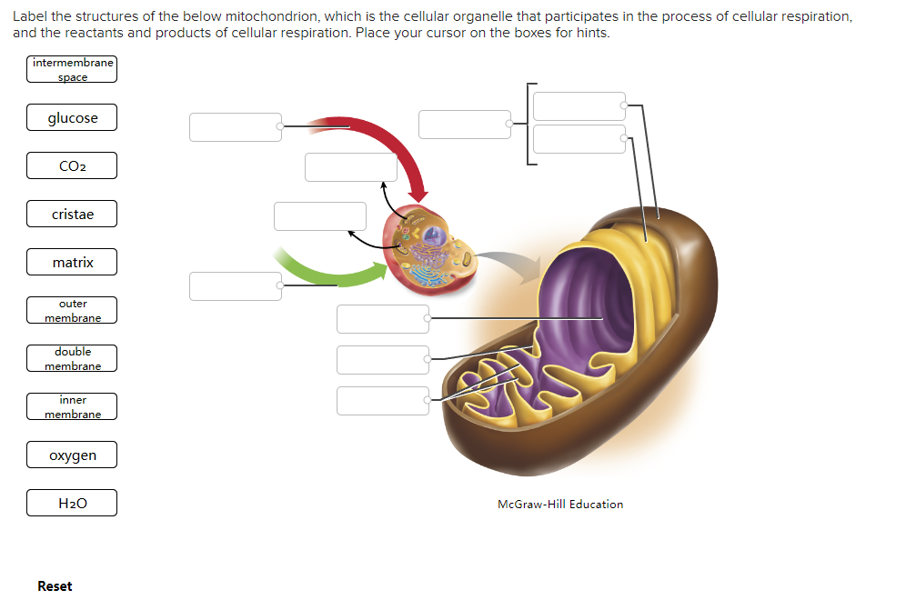 Solved Label the structures of the below mitochondrion, | Chegg.com