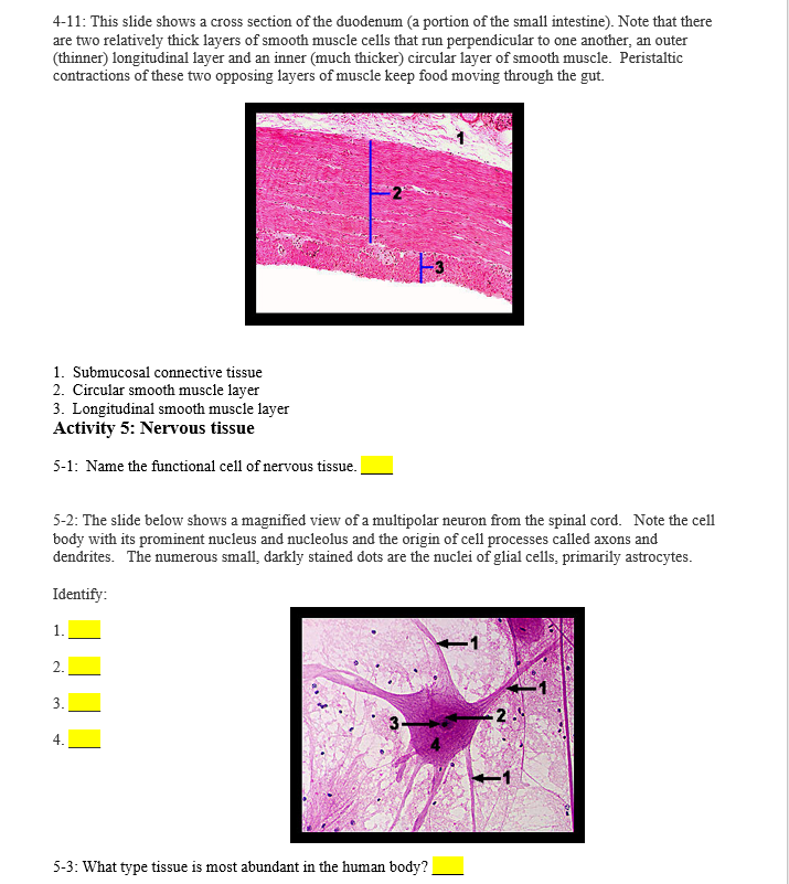 Smooth Muscle Tissue Cross Section