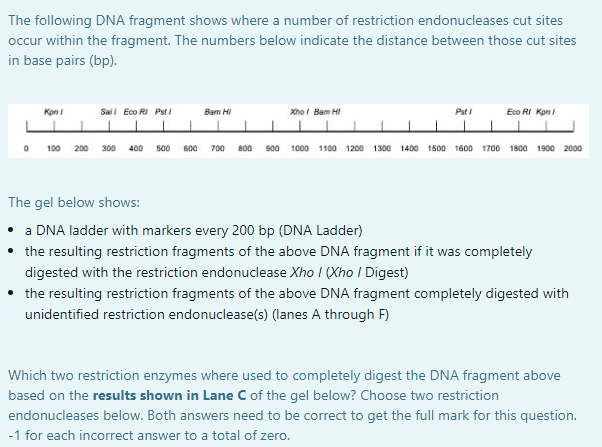 Solved The following DNA fragment shows where a number of | Chegg.com