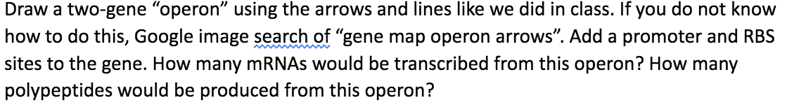 Solved Draw a two-gene "operon" using the arrows and lines | Chegg.com