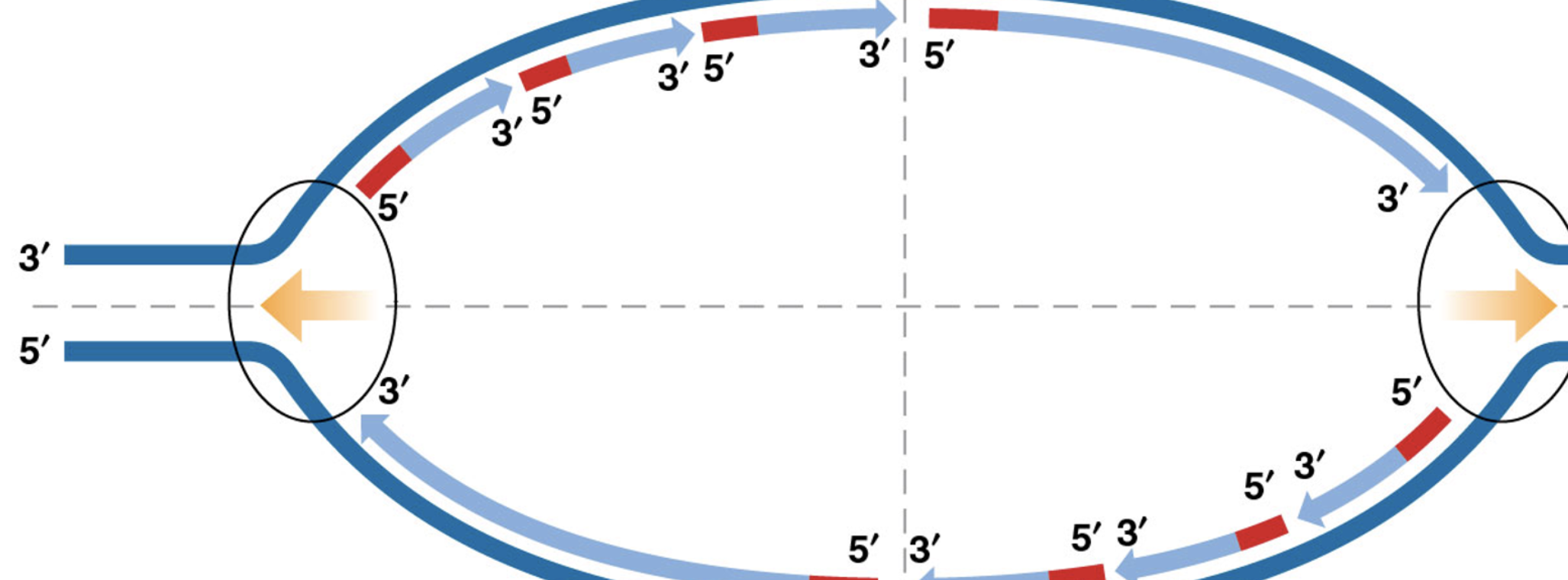 Solved 3/15 3 5 3 S 3? 3 5' 3” 5 3 T 5” 5' 3" 5' 3” The | Chegg.com