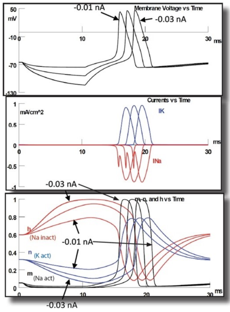 Within the stimulus control panel of the neurosim | Chegg.com