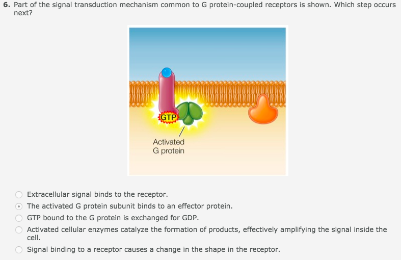 Solved 6. Part of the signal transduction mechanism common | Chegg.com