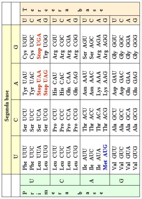 Solved Determine the amino acid sequence based on the | Chegg.com
