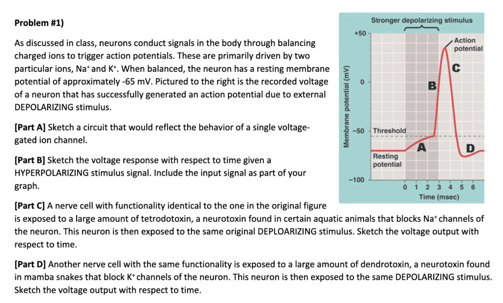 Stronger depolarizing stimulus Problem #1) +50 Action | Chegg.com