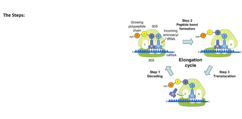 Solved The Steps: Growing polypeptide chain 50S Step 2 | Chegg.com