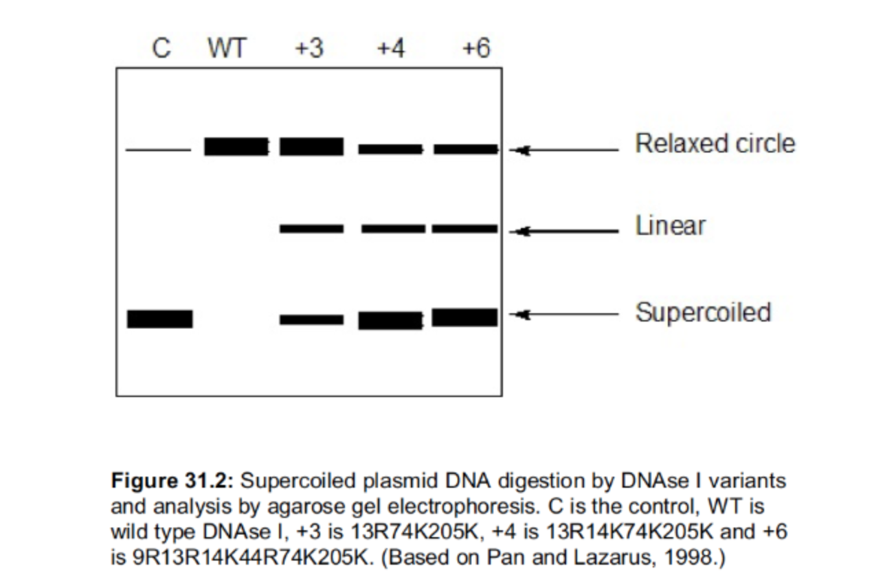 First Backbone Nicked Second Backbone Nicked C | Chegg.com