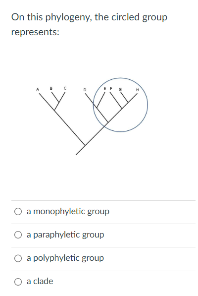 Solved On this phylogeny, the circled group represents: a | Chegg.com