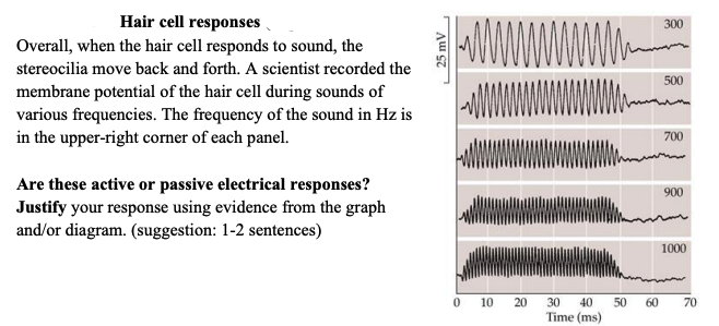 Solved Hair cell responses Overall, when the hair cell | Chegg.com